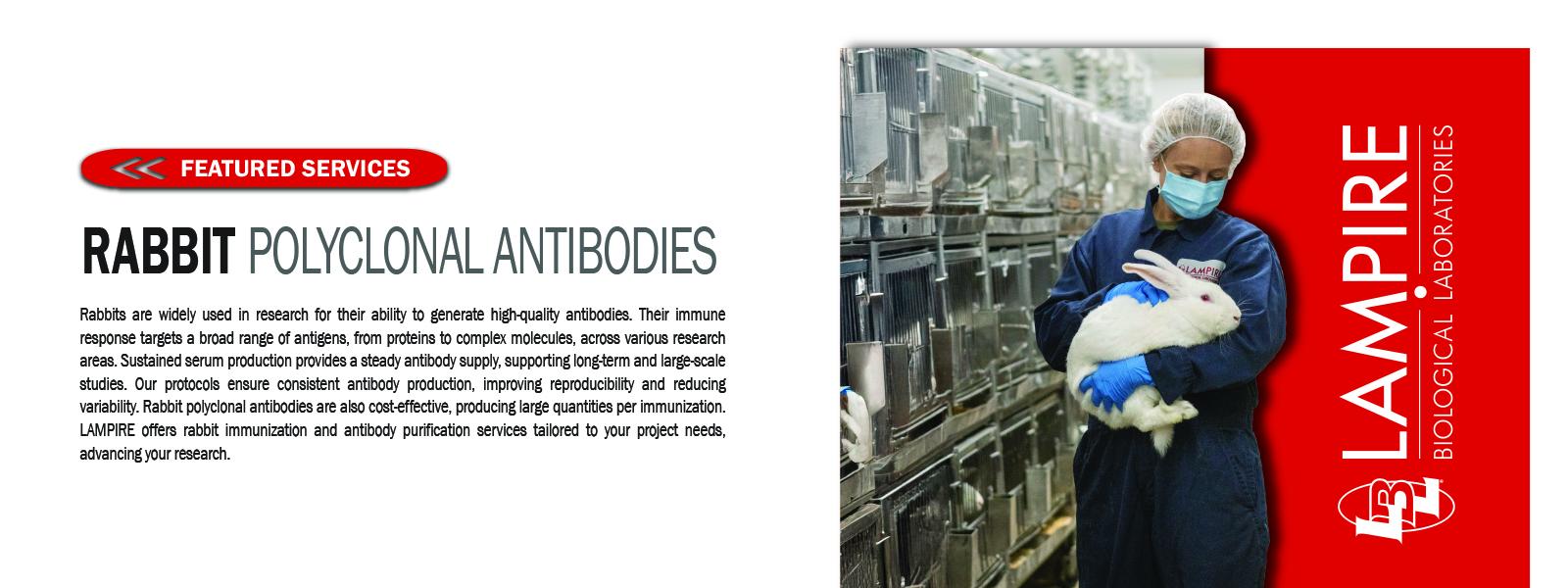 LAMPIRE specializes in custom polyclonal & monoclonal antibody development... | Lampire ...